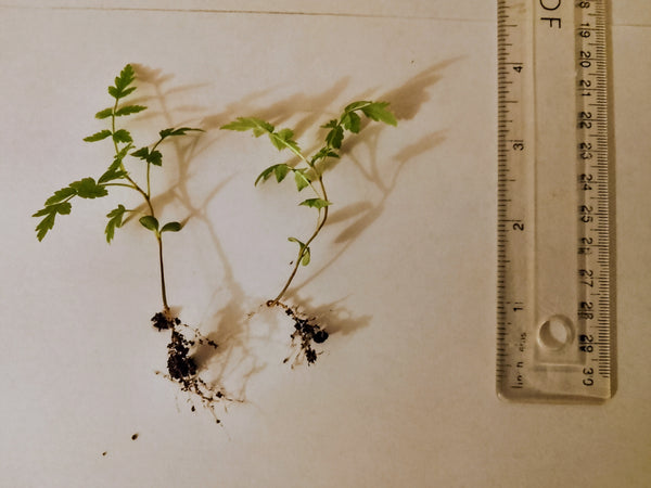 Rowan tree seedlings x 2 - Letterbox friendly box – Gardenis.co.uk